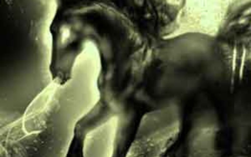 Púca, Ireland's Fearsome Shapeshifter That Chills The Blood! | Spooky Isles