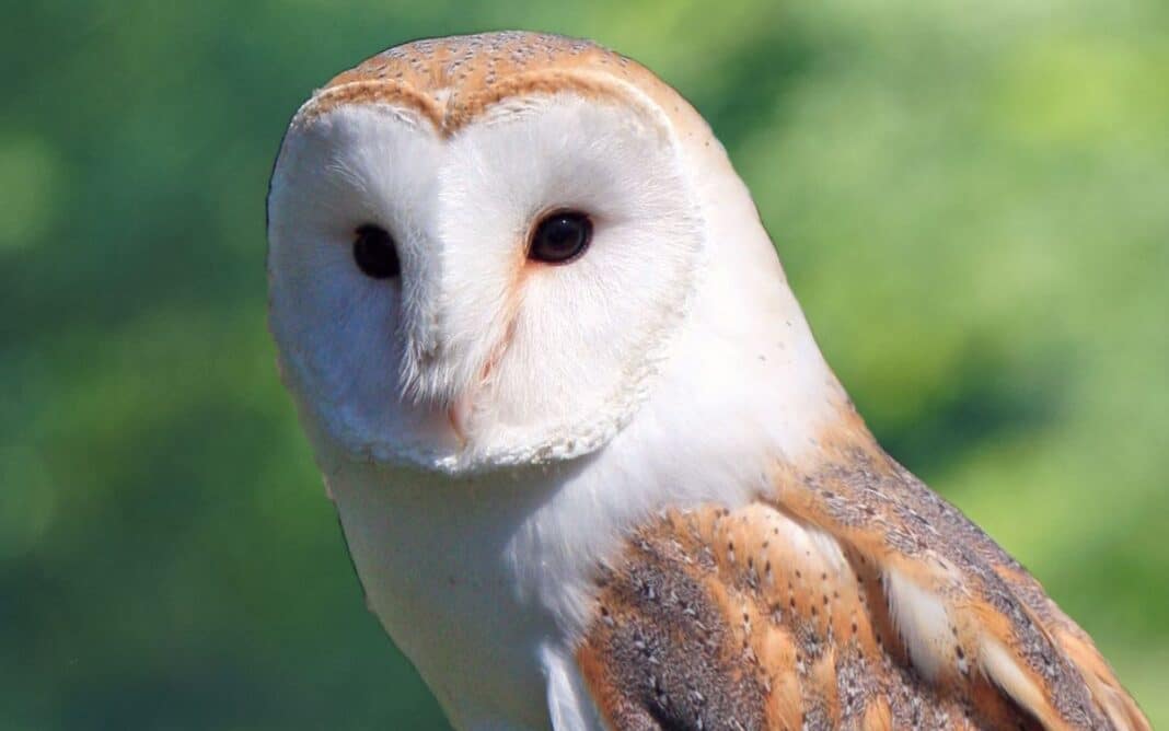 The Corpse Bird: A Guide To Welsh Owl Folklore | Spooky Isles