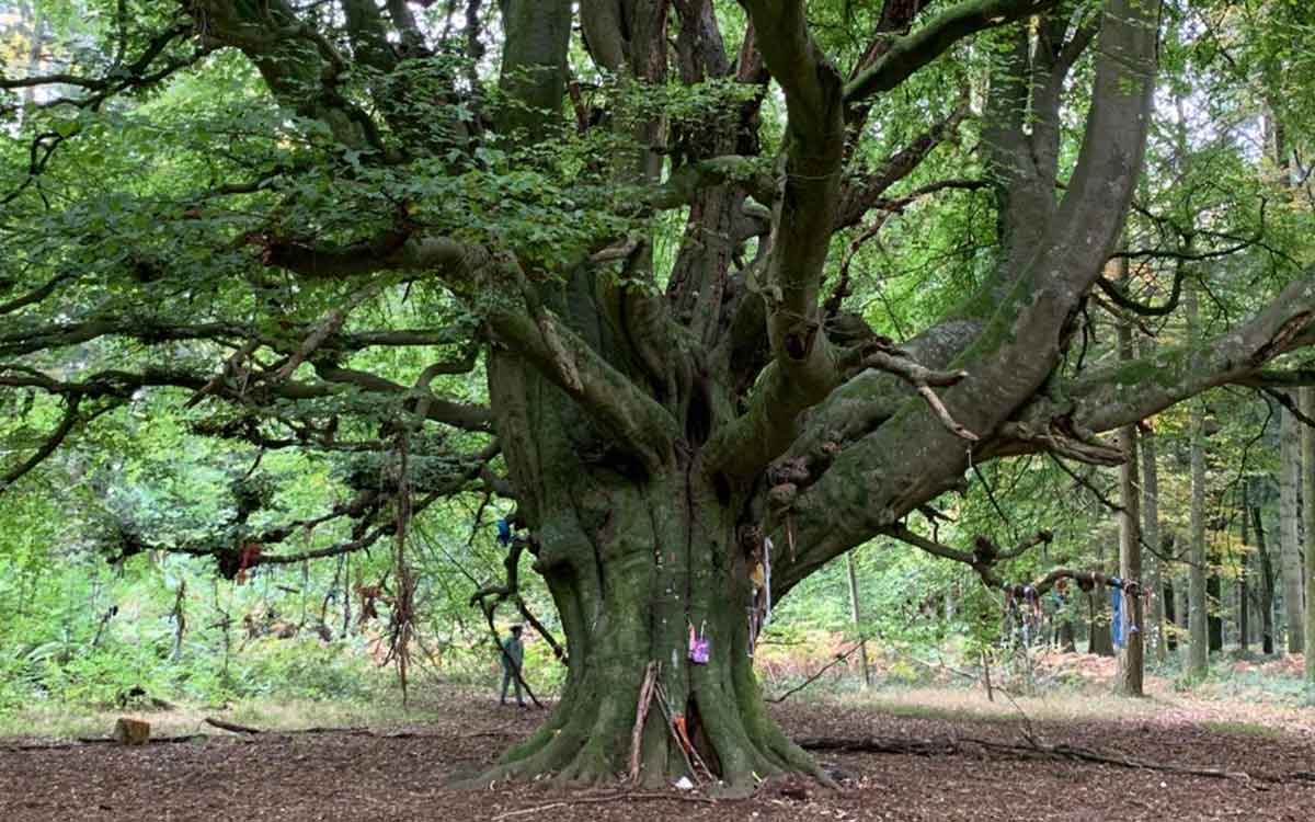 Visit Grovely Woods And Its Haunting Terrors | Spooky Isles