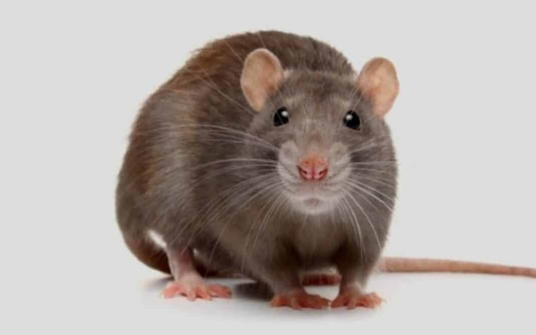 10 Rat Superstitions And Folklore You Didn't Know | Spooky Isles