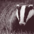 19 British Bird Superstitions You Didn't Know | Spooky Isles