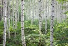 10 Spooky Facts About Yew Trees | Spooky Isles