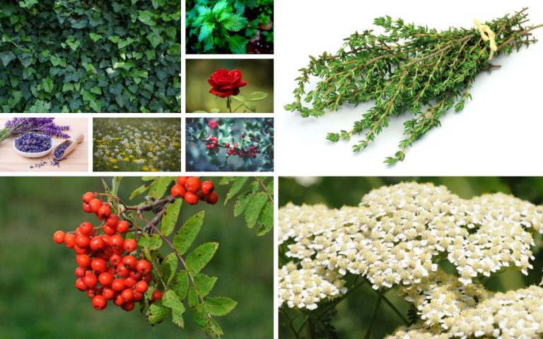 11 Common British Garden Plants And How To Use Them In Magic And ...
