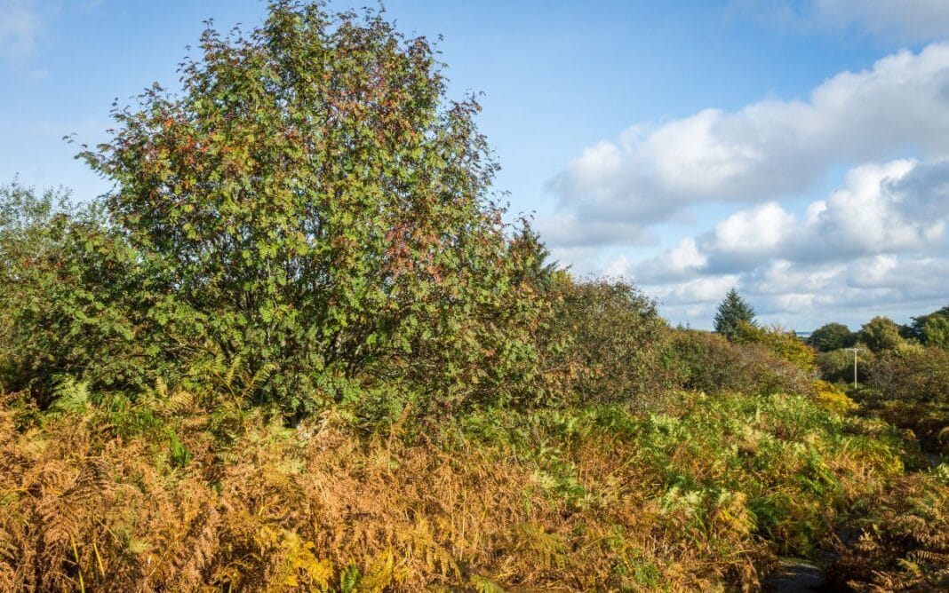 Rowan Tree Superstitions And Folklore You Didn't Know | Spooky Isles