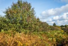 10 Spooky Facts About Yew Trees | Spooky Isles