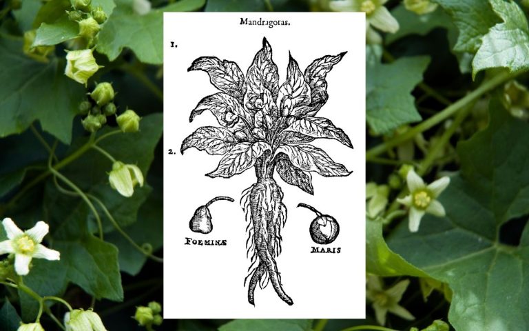 10 Mandrake Roots Facts: Mysticism, Magic And Death | Spooky Isles