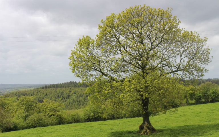 11 Fascinating Facts About Ash Trees In Folklore | Spooky Isles