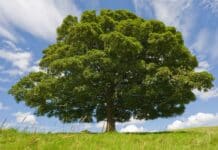 10 Spooky Facts About Yew Trees | Spooky Isles