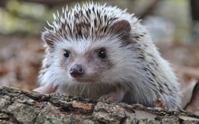 Bats Folklore And Superstition: 10 Things You Didn't Know | Spooky Isles