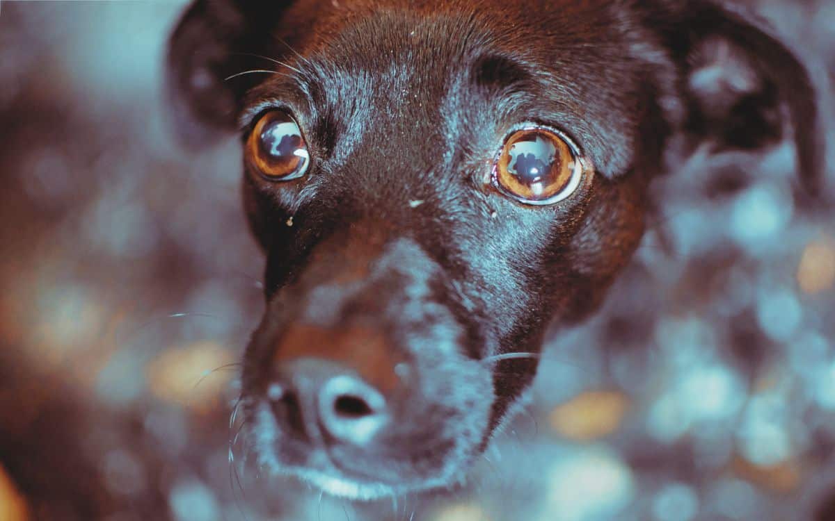 Mysterious Overtoun Bridge Where Scottish Dogs Go To Die | Spooky Isles