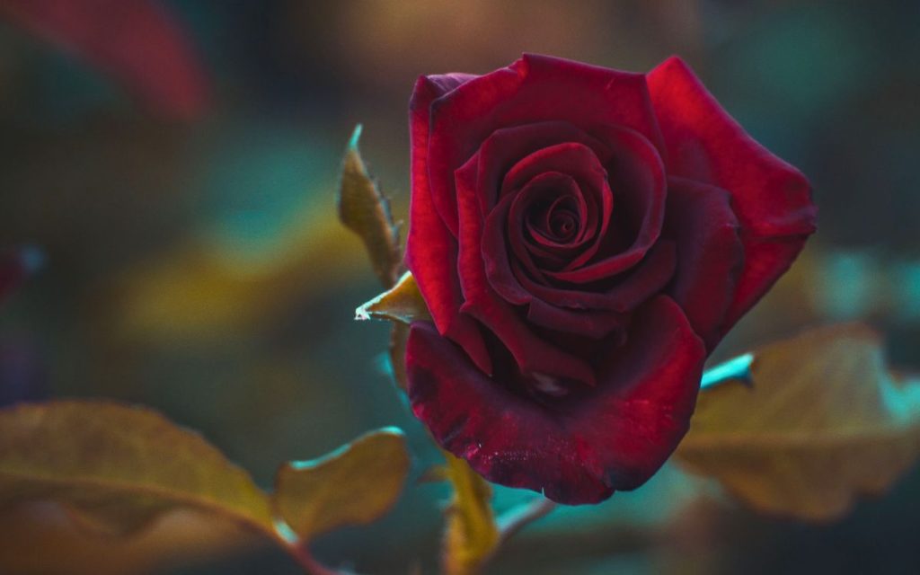 William Blake's The Sick Rose Casts Dread And Bloom | Spooky Isles